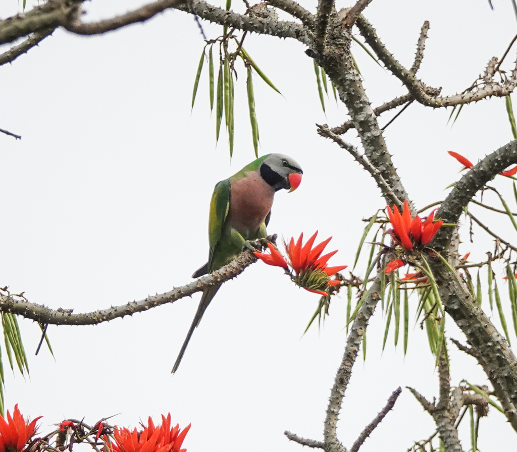 Red-breasted Parakeet in March 2018 by Rejoice Gassah · iNaturalist