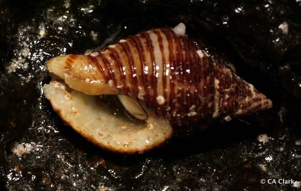 Pollia fumosa from Mo'orea, French Polynesia on July 6, 2023 at 08:52 ...