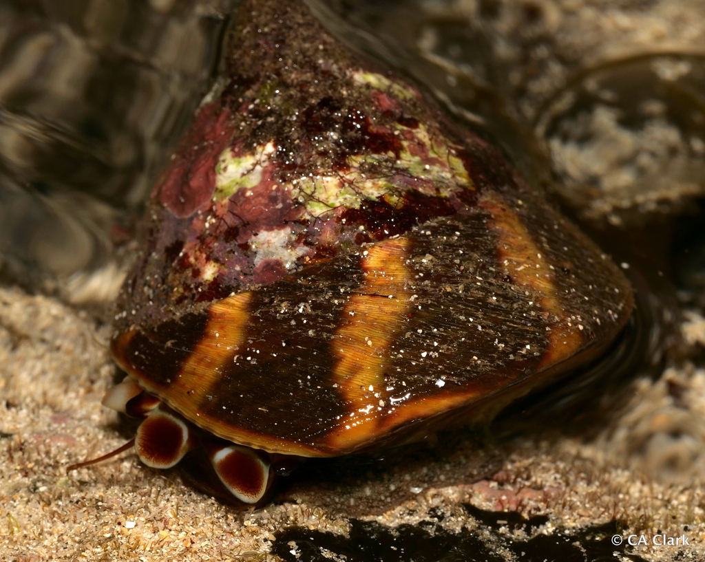 Commercial Top Shell from Mo'orea, French Polynesia on July 6, 2023 at ...