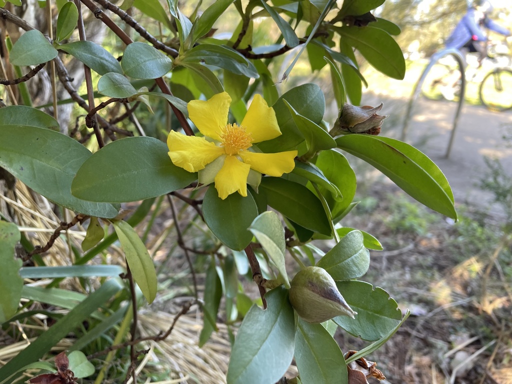 Climbing Guinea flower from Taren Point Shorebird Reserve, Taren Point, NSW, AU on July 23, 2023 ...
