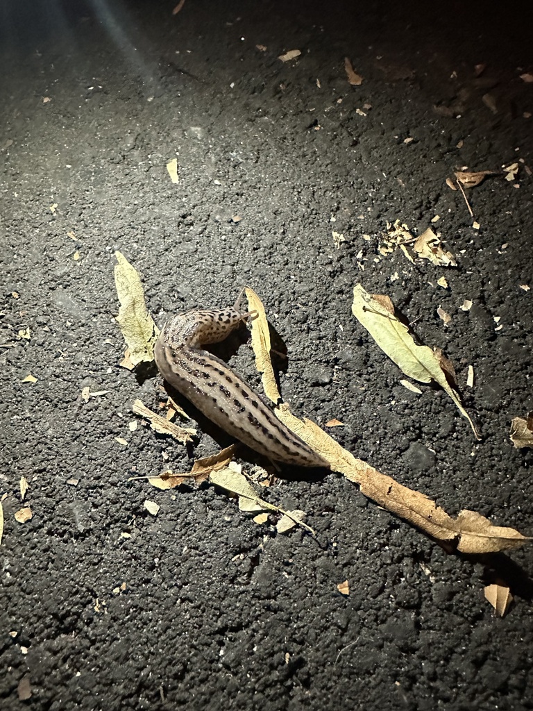 Leopard Slug from Transit St, Providence, RI, US on July 23, 2023 at 12 ...