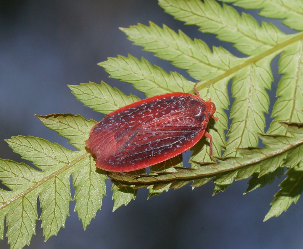 red fungus bug from Sassafras Creek, Melbourne VIC, Australia on ...