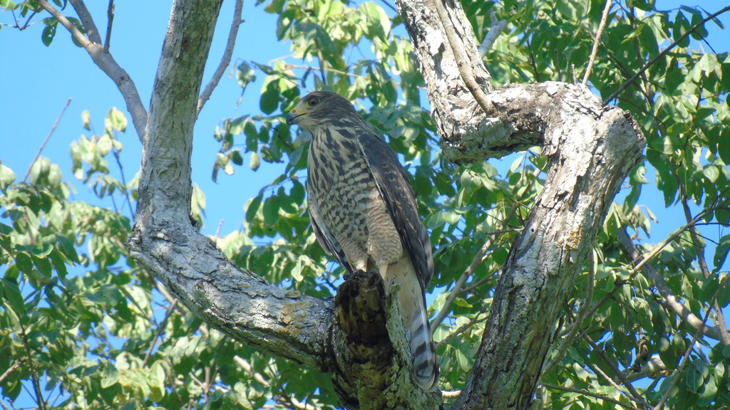 Roadside Hawk from Santa María Huatulco, Oax., México on July 22, 2023 ...