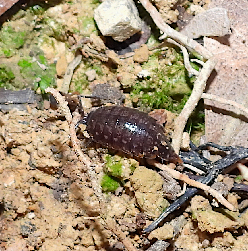 Sow Bugs from Maiala, Mount Glorious, QLD 4520, Australia on July 23 ...