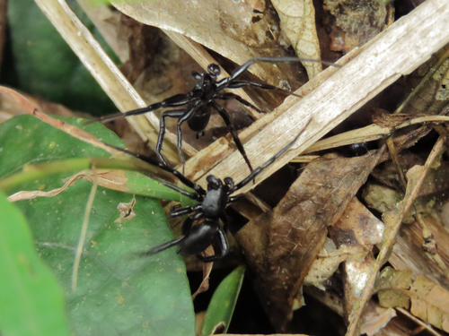 Zelotes asiaticus · iNaturalist