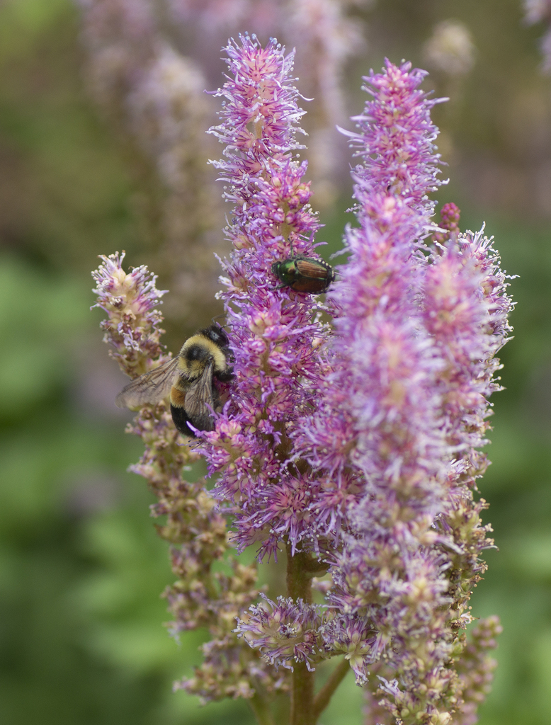 Rusty-patched Bumble Bee in July 2023 by Zach Portman · iNaturalist