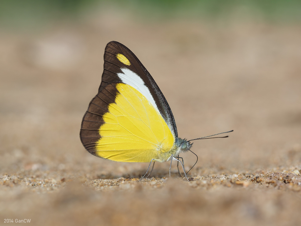 Chocolate Albatross from Jeriau Waterfall, Fraser's Hill, Malaysia on ...