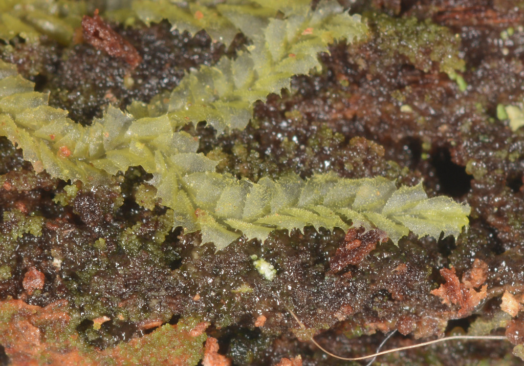 Chiloscyphus gippslandicus from Mount Macedon VIC 3441, Australia on ...