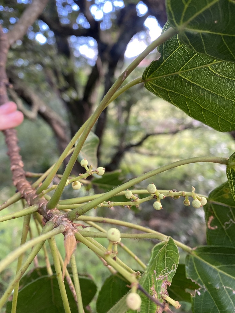 forest fever-berry from Ugu, ZA-NL, ZA on July 10, 2023 at 03:08 PM by ...