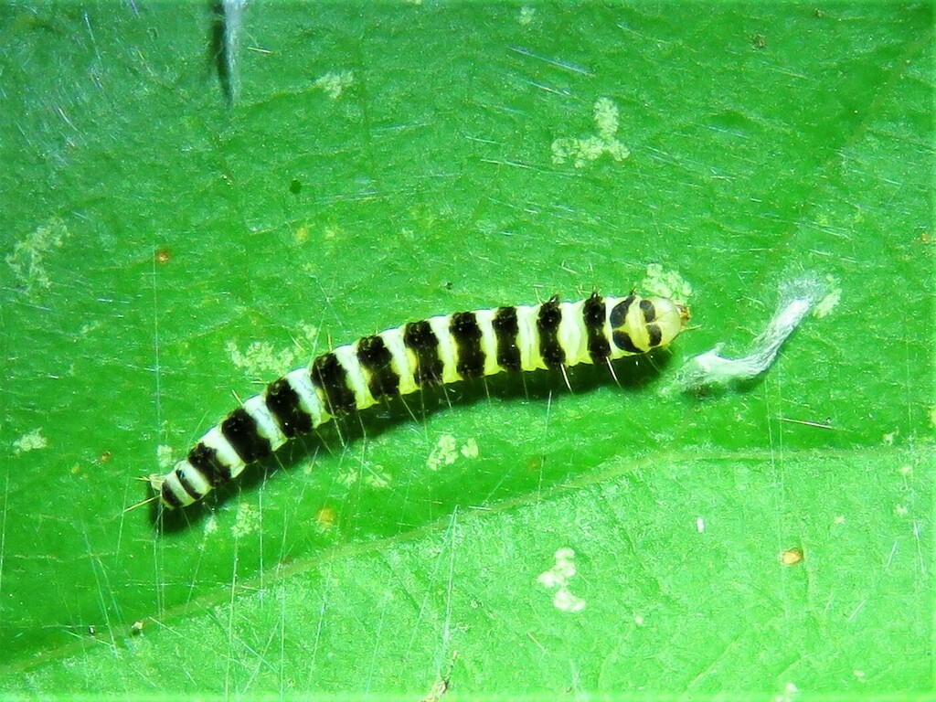 Redbud Leaffolder Moth from Spring Creek Forest Preserve, Garland, TX ...