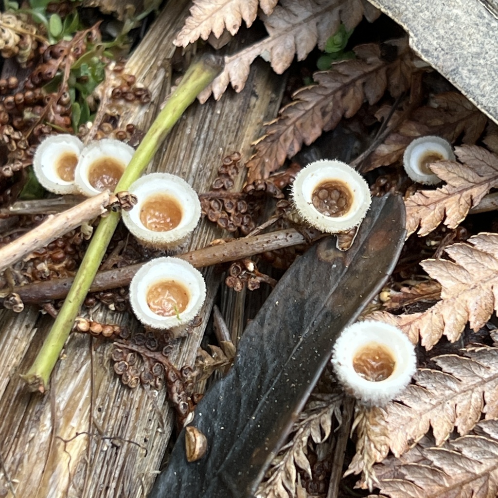 Nidula from Pureora Forest Park, Pureora, Waikato, NZ on July 23, 2023 ...