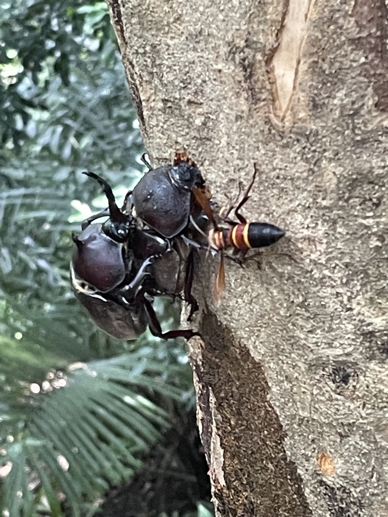 Trypoxylus dichotomus tsunobosonis from 臺灣島, 三峽區, NWT, TW on July 22 ...