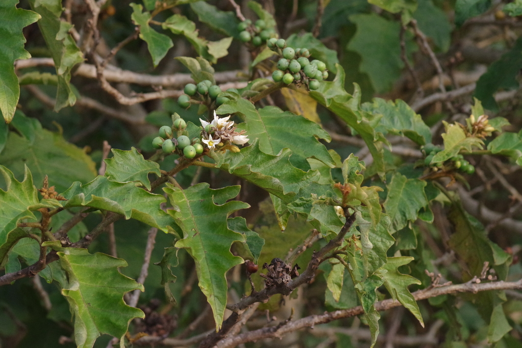 giant devil's-fig from The Pont to Butterworth on the Kentani Road ...
