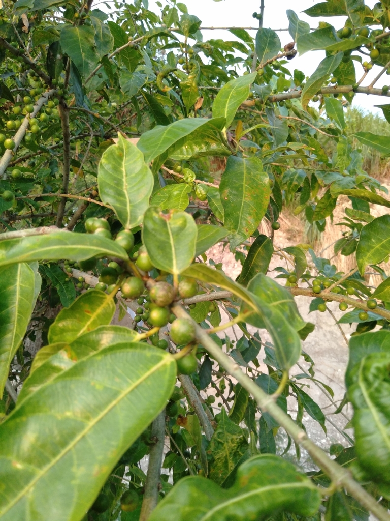 (Ficus ulmifolia) - Botanical Realm