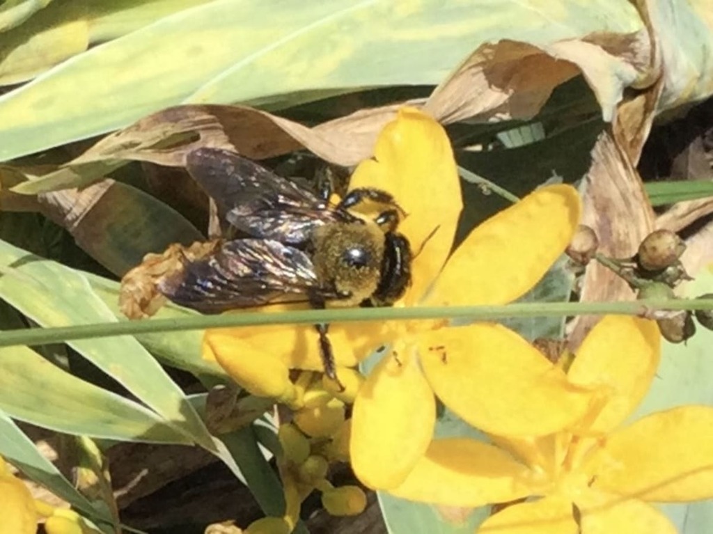 Large Carpenter Bees from Wake County, US-NC, US on July 13, 2023 at 04 ...