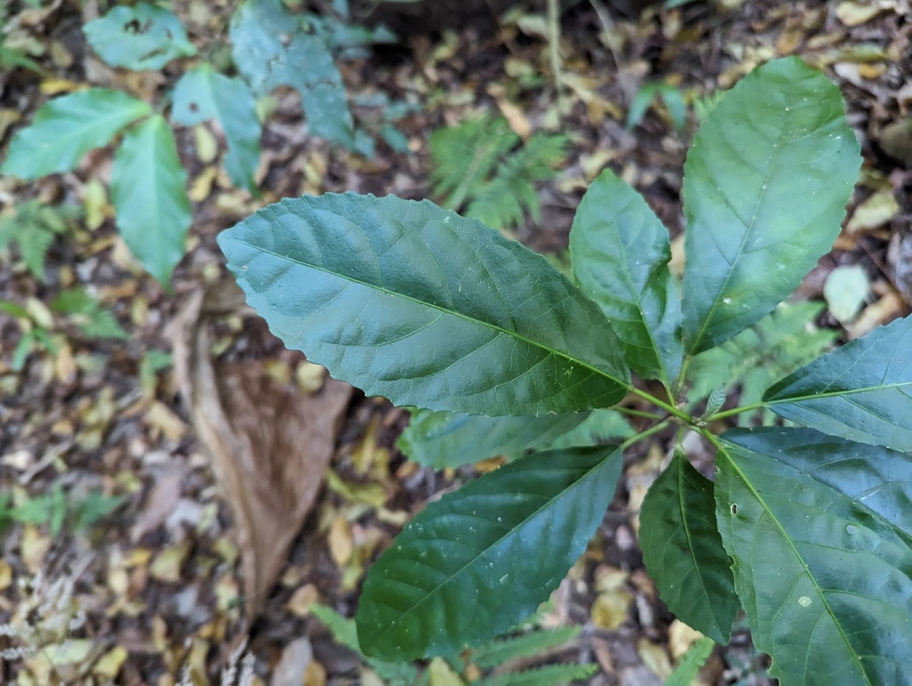 Claoxylon australe from Southern Lamington QLD 4211, Australia on July ...