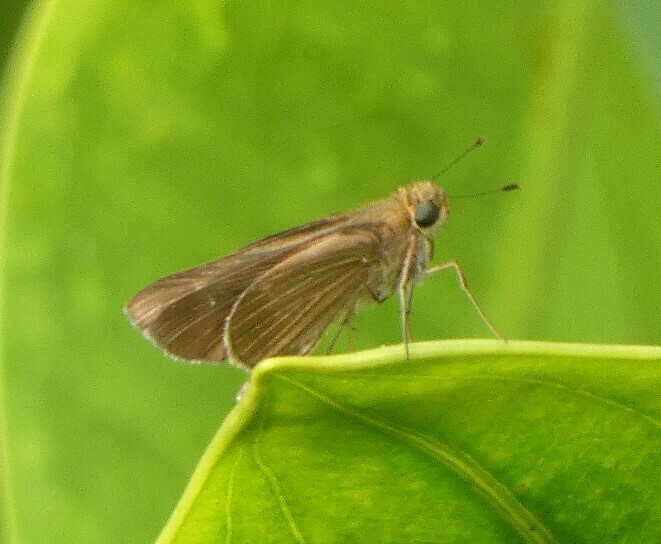 Ocola Skipper from Florida, Sumter, Green Swamp Wilderness Preserve on ...