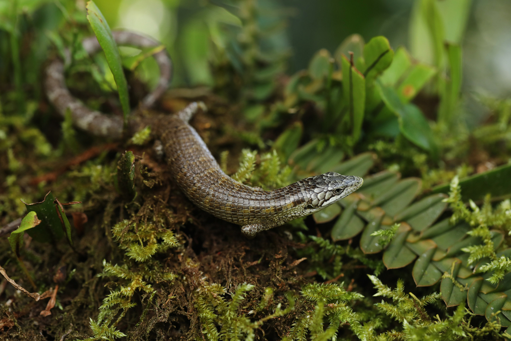 Chiszar's Arboreal Alligator Lizard in March 2023 by Vojtěch Víta ...