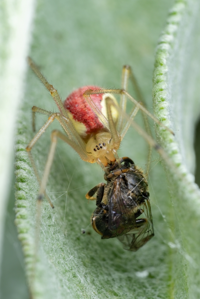 Common candy-striped spider from Weinegg, Zürich, Schweiz on July 22 ...