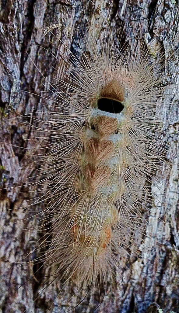 Calliteara farenoides from Bugong Rd, Illaroo, NSW, AU on April 21 ...