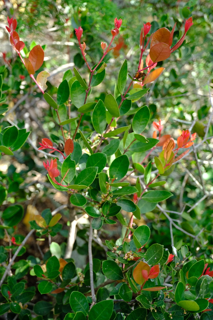 Lauridia from k8 on July 6, 2023 at 12:05 PM by Nick Helme · iNaturalist