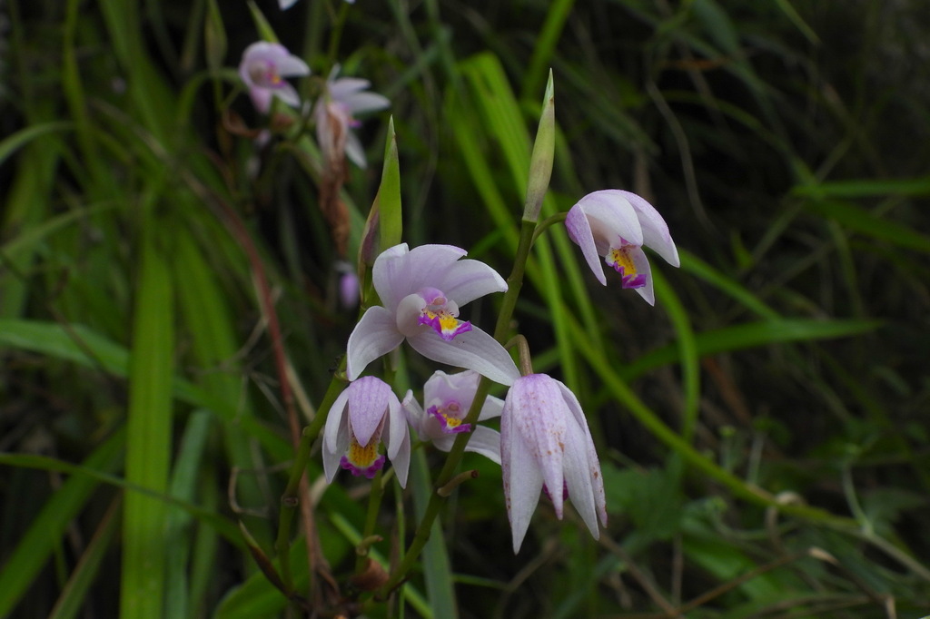 Bletilla formosana from 台灣嘉義縣 on October 25, 2022 at 12:33 PM by Chen ...