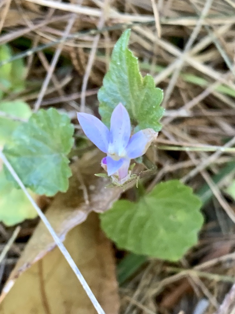 forest lobelia from Tamborine Mountain QLD 4272, Australia on July 19 ...