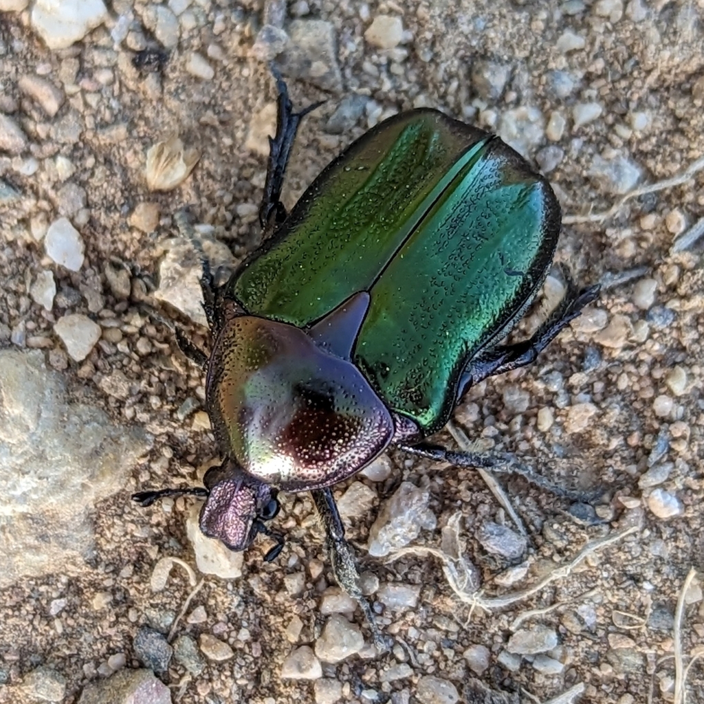 European Rose Chafer from Prespes 530 77, Greece on July 23, 2023 at 08 ...