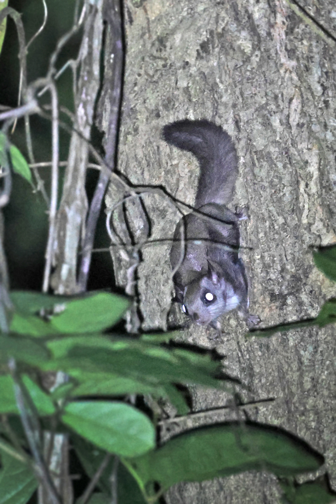 Indochinese Flying Squirrel from Chiang Dao, Chiang Dao District ...
