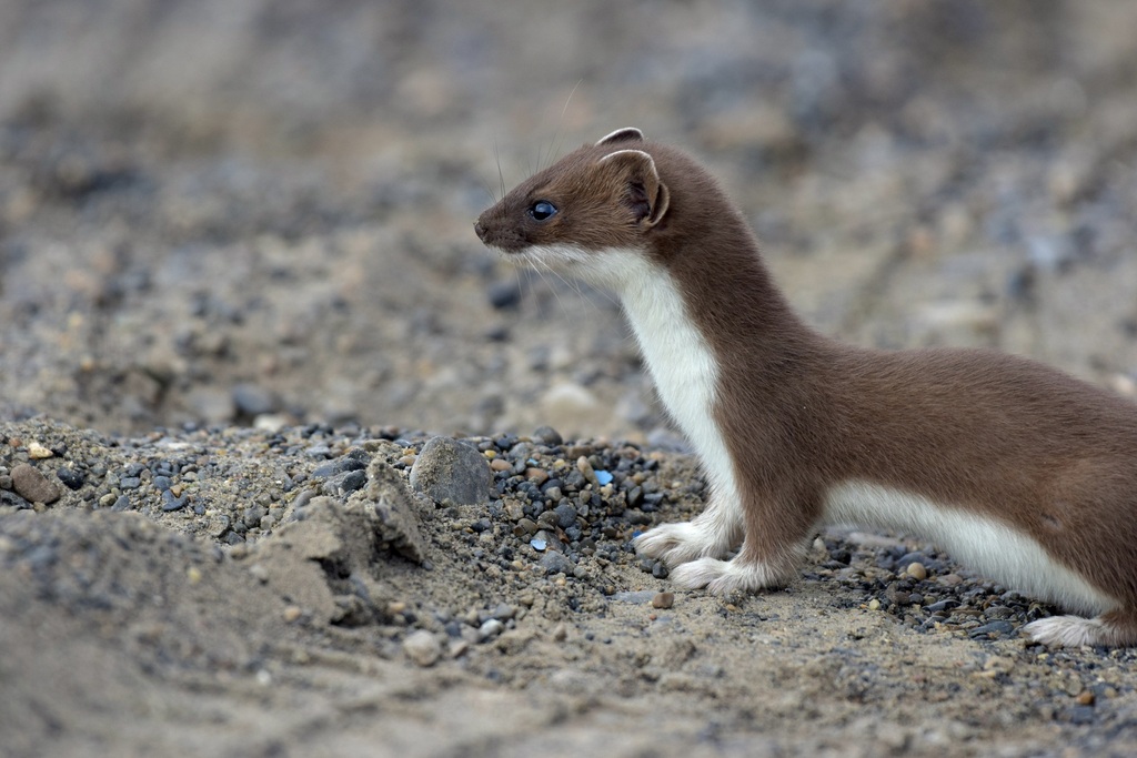 Eurasian Stoat from Utqiagvik, AK 99723, USA on July 22, 2023 at 06:35 ...