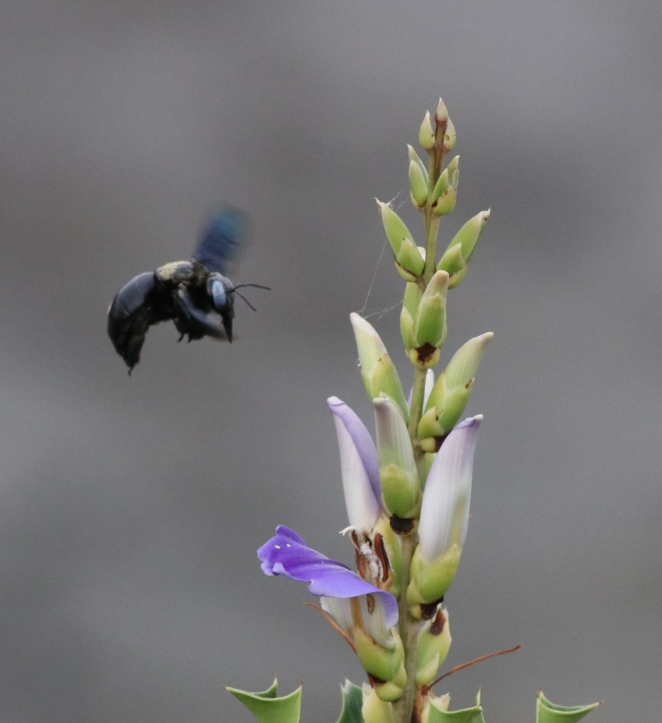 Slender-scaped Carpenter Bee from Kattampally on May 21, 2023 at 07:49 ...