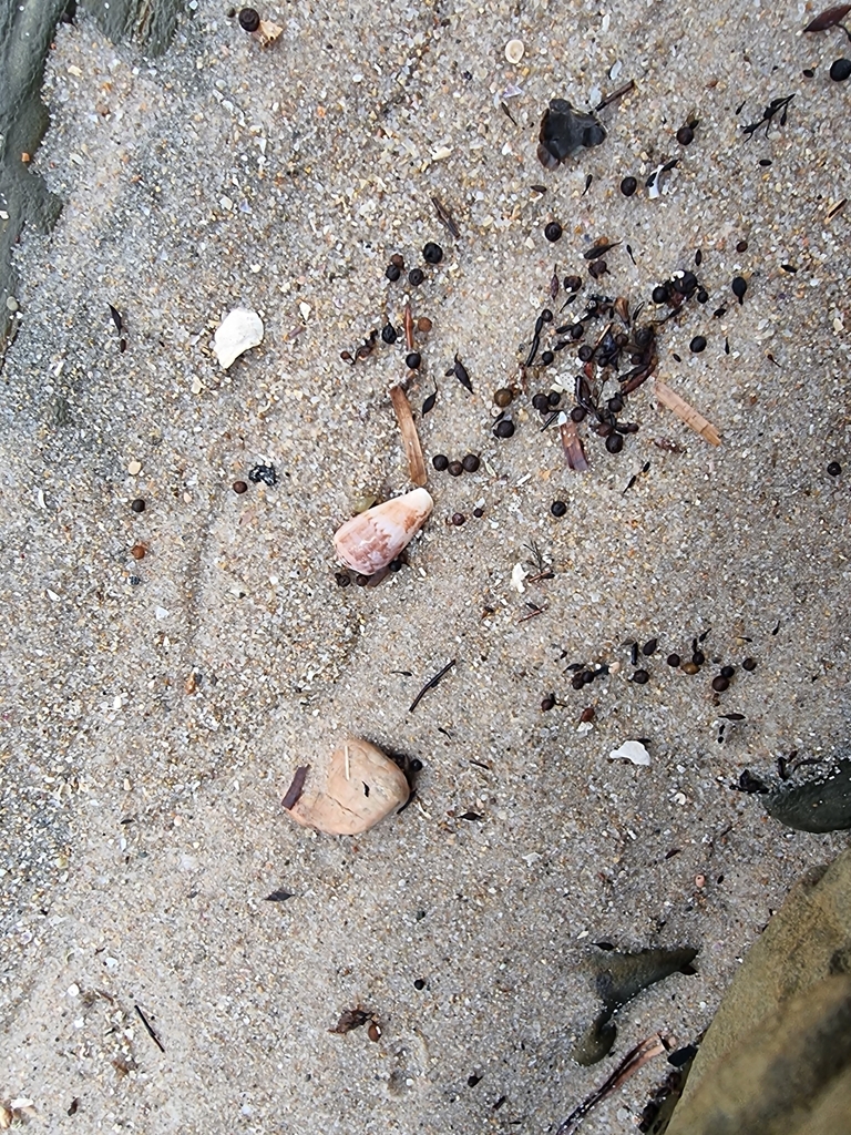 Anemone Cone from Haycock Point Lookout on July 23, 2023 by ...