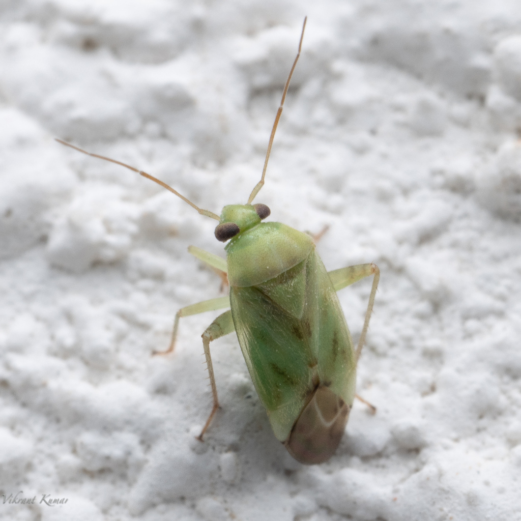 Broken-backed Bug from Chikkakannalli, Bengaluru, Karnataka, India on ...