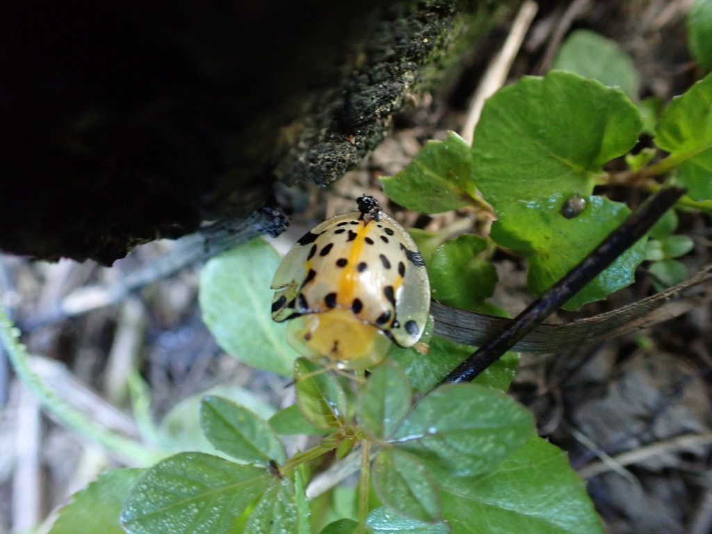 Asian Spotted Tortoise Beetle from 台灣嘉義縣 on July 16, 2023 at 06:18 AM ...