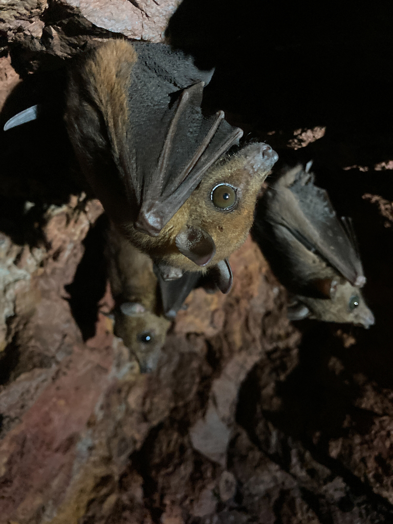 Angolan Soft-furred Fruit Bat from Shinyalu, Kenya on September 15 ...
