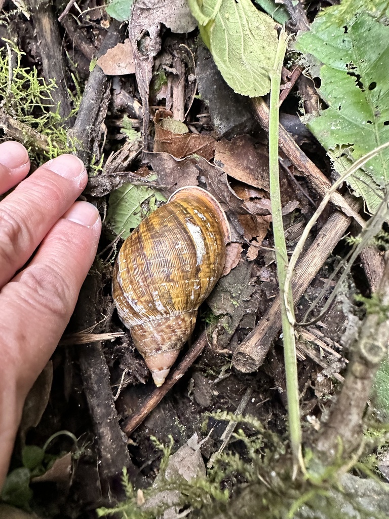 Porphyrobaphe irrorata from Quito, Pichincha, EC on June 15, 2023 at 11 ...