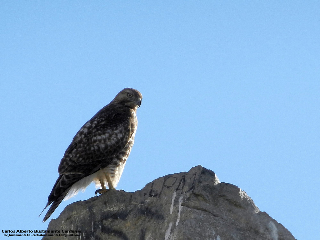 Red-tailed Hawk from Tijuana, B.C., México on January 10, 2014 at 09:54 ...