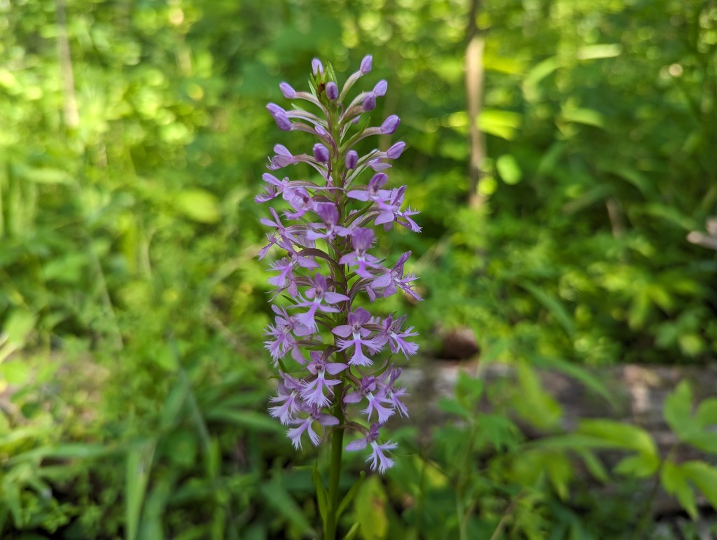 Lesser Purple Fringed Orchid in July 2023 by Ryan Sorrells · iNaturalist