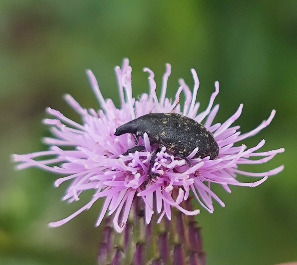 Turbine Cylindrical Weevil from Юго-Восточный административный округ ...