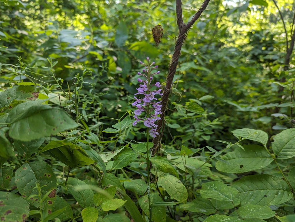 Lesser Purple Fringed Orchid in July 2023 by Ryan Sorrells · iNaturalist