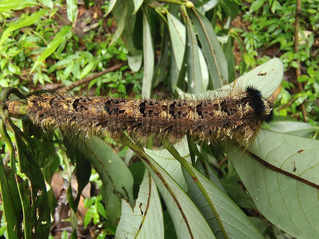 Lebeda nobilis from Yichun, CN-JX, CN on July 22, 2023 at 11:38 AM by ...