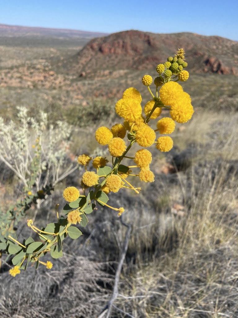 round-leaf wattle from Tjoritja/West MacDonnell National Park, Mount ...