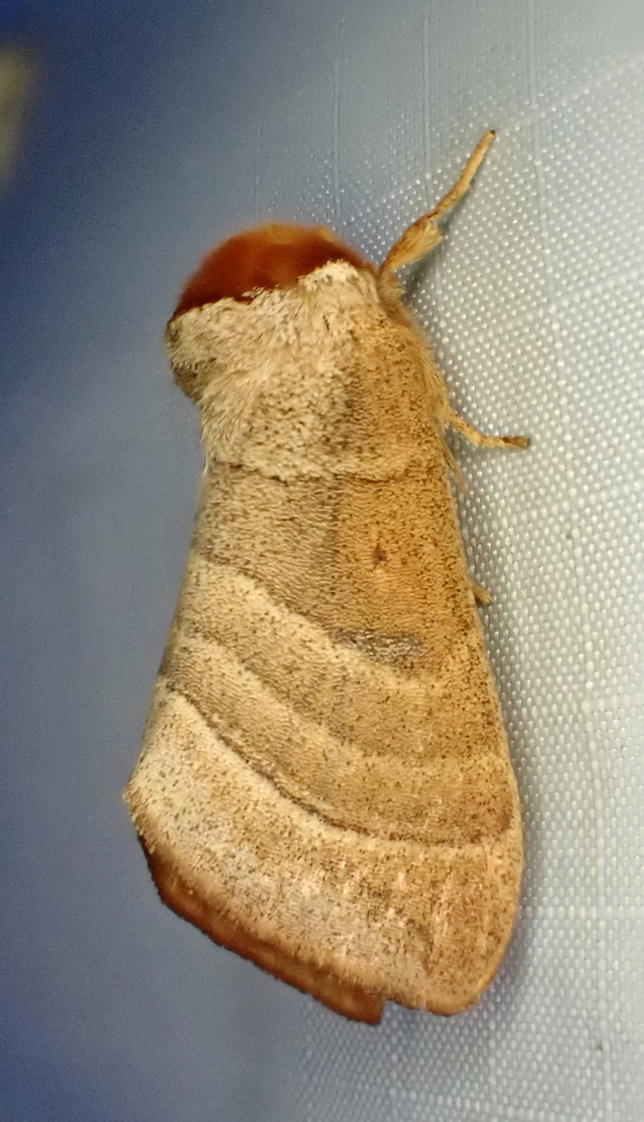 Contracted Datana Moth from Chesterfield County, VA, USA on July 23 ...