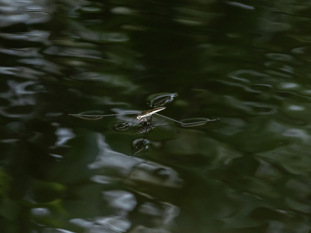 Giant Water Strider from 日本、〒679-0109 兵庫県加西市玉丘町 on July 23, 2023 at 09: ...
