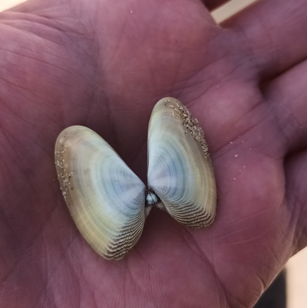 White Clam from Die Voor Bay, Mossel Bay, 6506, South Africa on July 23 ...