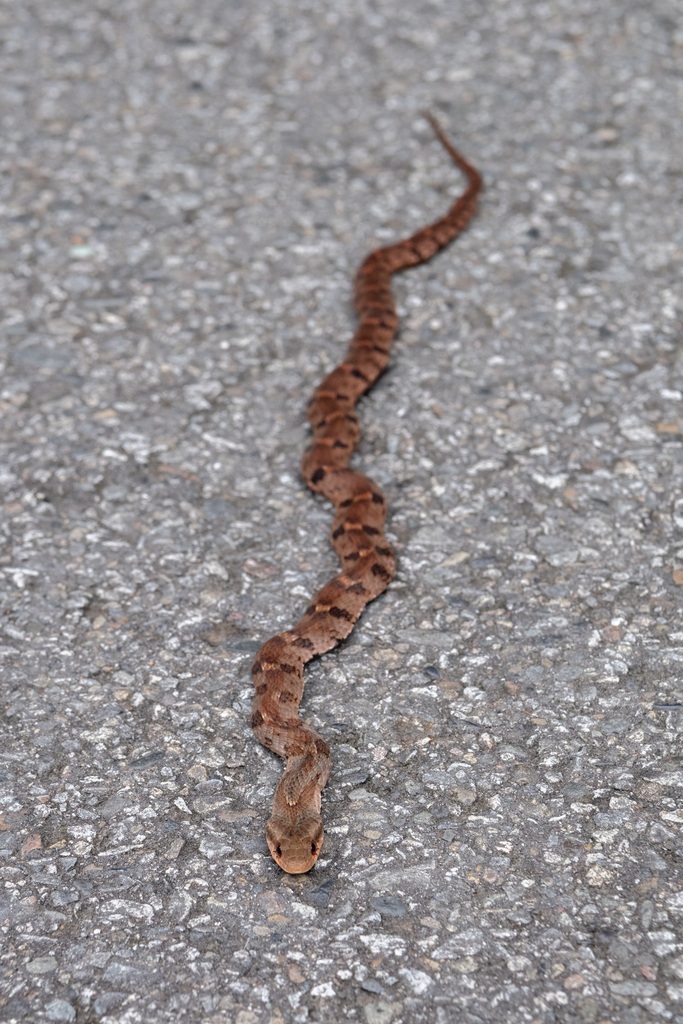 Stejneger's Bamboo Snake in July 2023 by Yasuhiko Komatsu · iNaturalist