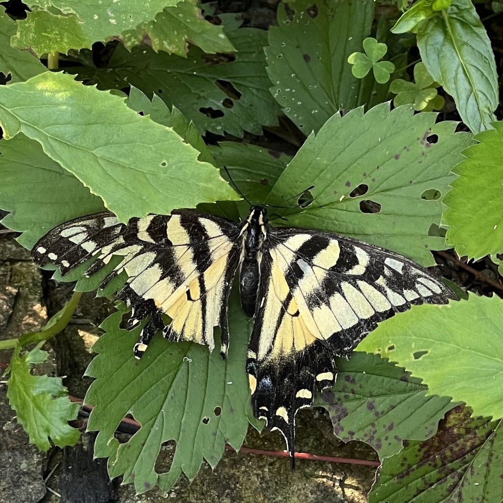 Canadian Tiger Swallowtail in July 2023 by chickadiddle · iNaturalist