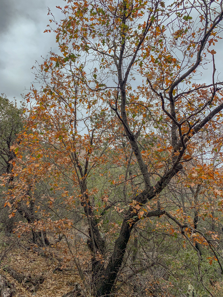 Chisos Red Oak (Quercus gravesii) - Botanical Realm