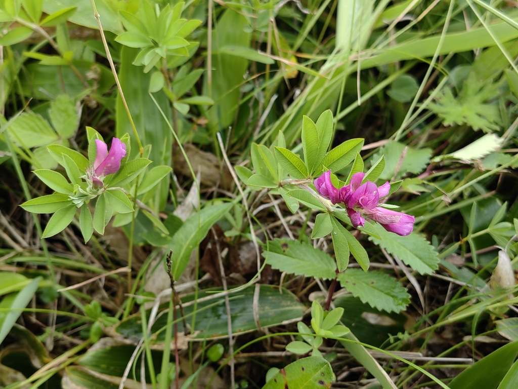lupine clover from Южно-Курильск on July 16, 2023 at 11:22 AM by ...