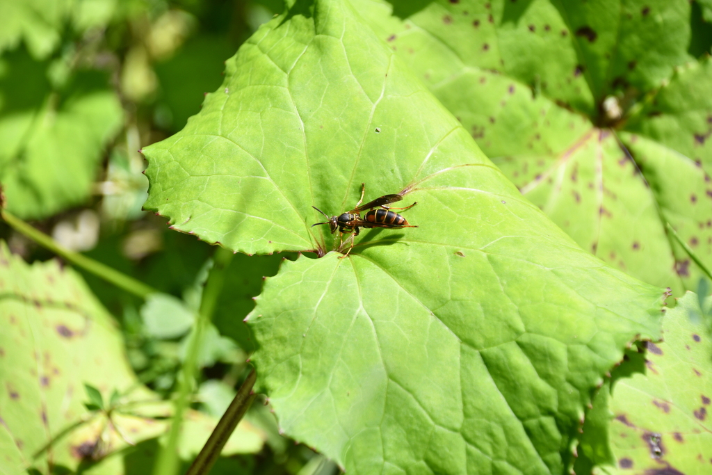 Dark Paper Wasp from Randolph County, WV, USA on July 22, 2023 at 03:17 ...